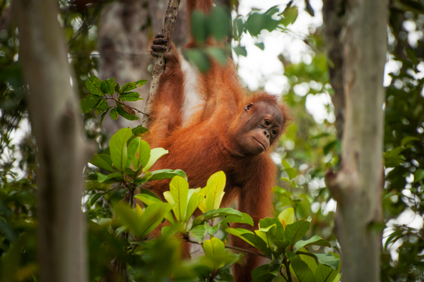A rainforest’s second chance | CRC Research