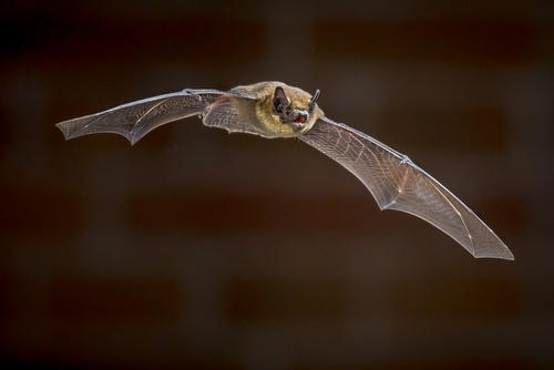 A Leader in Biodiversity Conservation | CRC Research