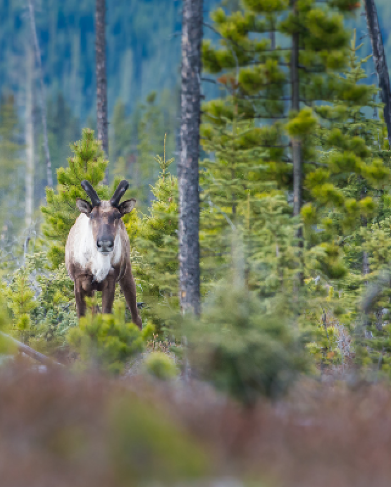 Caribou, Indigenous Rights and Reconciliation | CRC Research