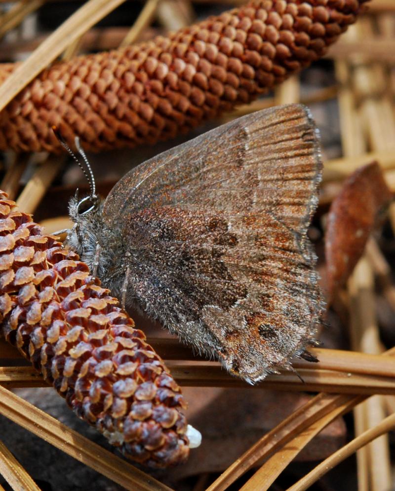 Reducing light pollution at night is a simple way to help insects | CRC ...